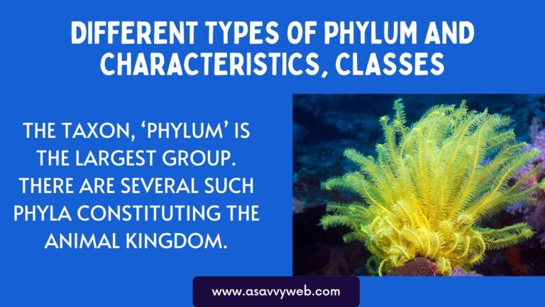 Different Types of Phylum and Characteristics, Classes - A Savvy Web